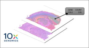 Visium Spatial Gene Expression (10x Genomics) – Carbone Cancer Center – UW–Madison